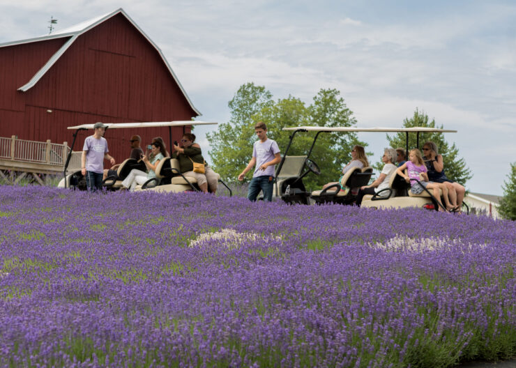 Exploring Lavender Farms In 2023 ─ A Guide to Visiting and Experiencing ...